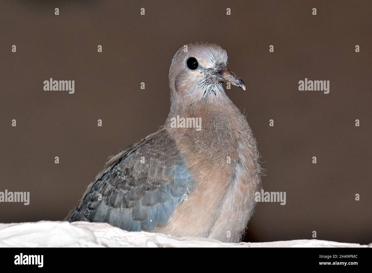Laughing dove, palm dove, Senegal dove, Palmtaube, Senegaltaube ...