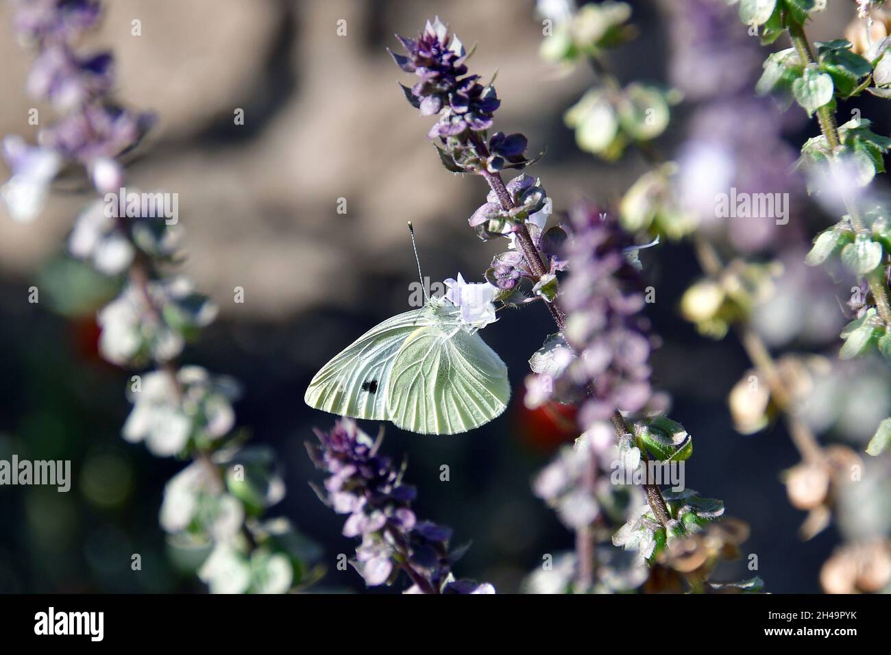 small white, cabbage white, cabbage butterfly, white butterfly, small ...