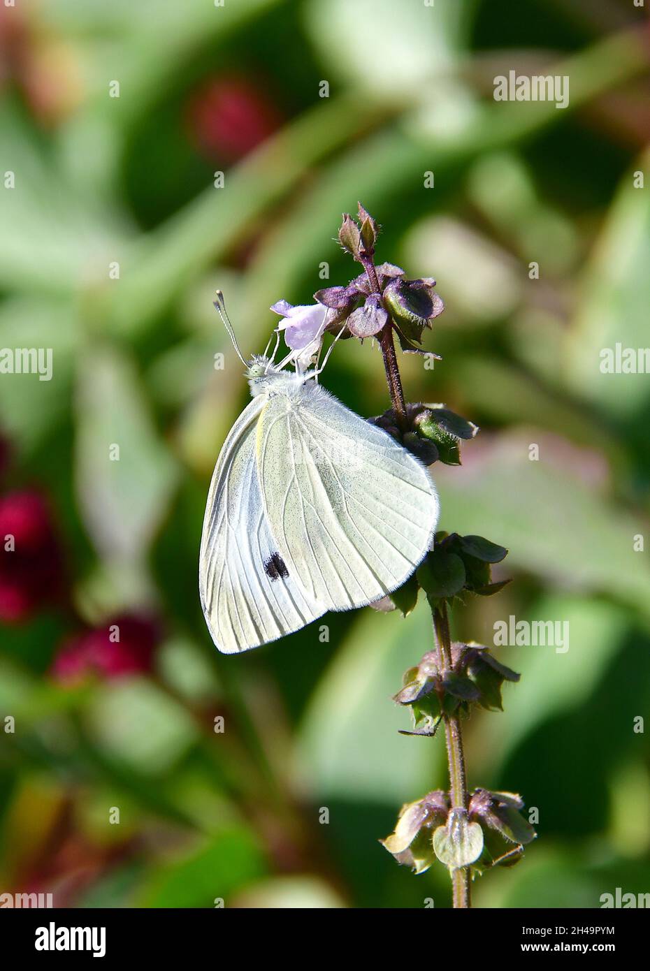 small white, cabbage white, cabbage butterfly, white butterfly, small ...