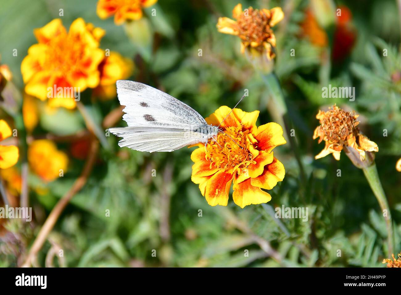 small white, cabbage white, cabbage butterfly, white butterfly, small ...