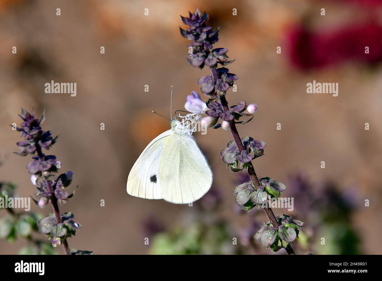 small white, cabbage white, cabbage butterfly, white butterfly, small ...