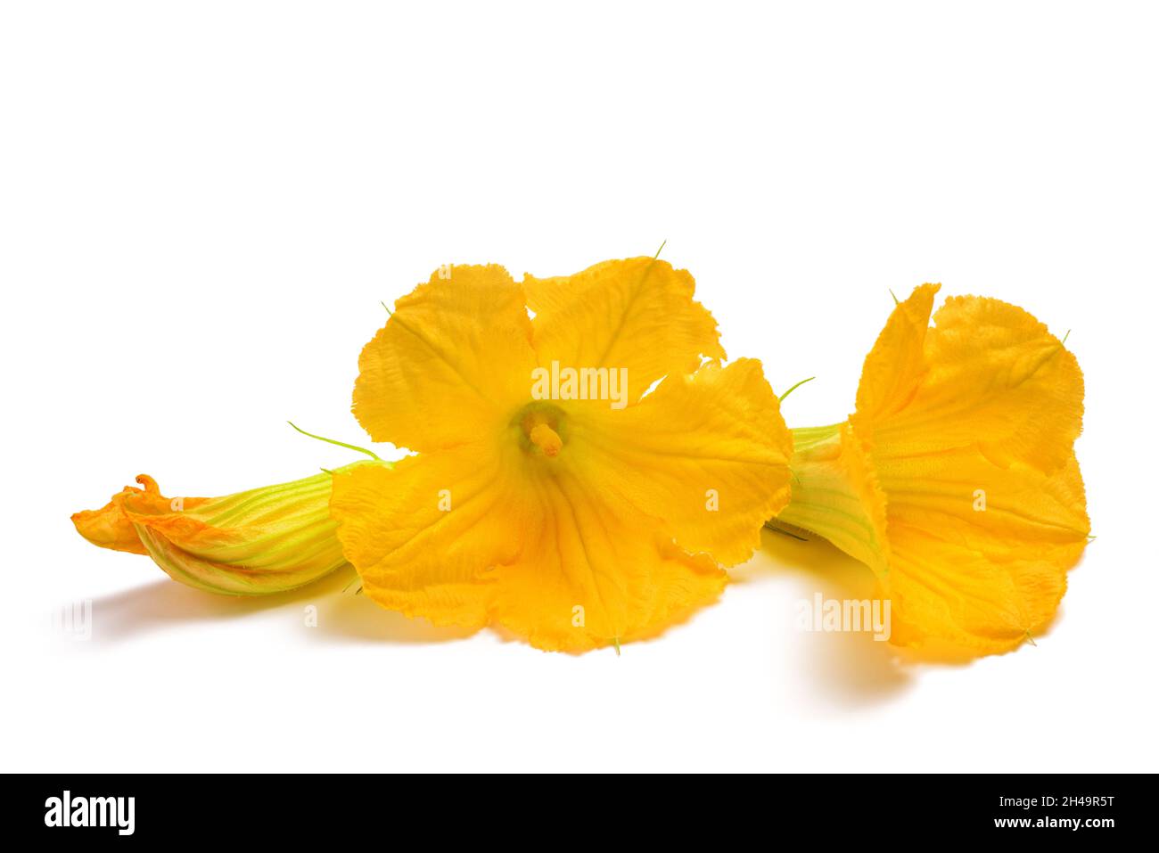 Squash blossoms isolated on white background Stock Photo - Alamy
