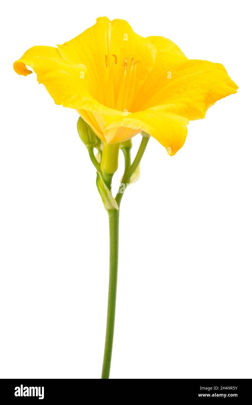 Freesia flower isolated on white background Stock Photo - Alamy
