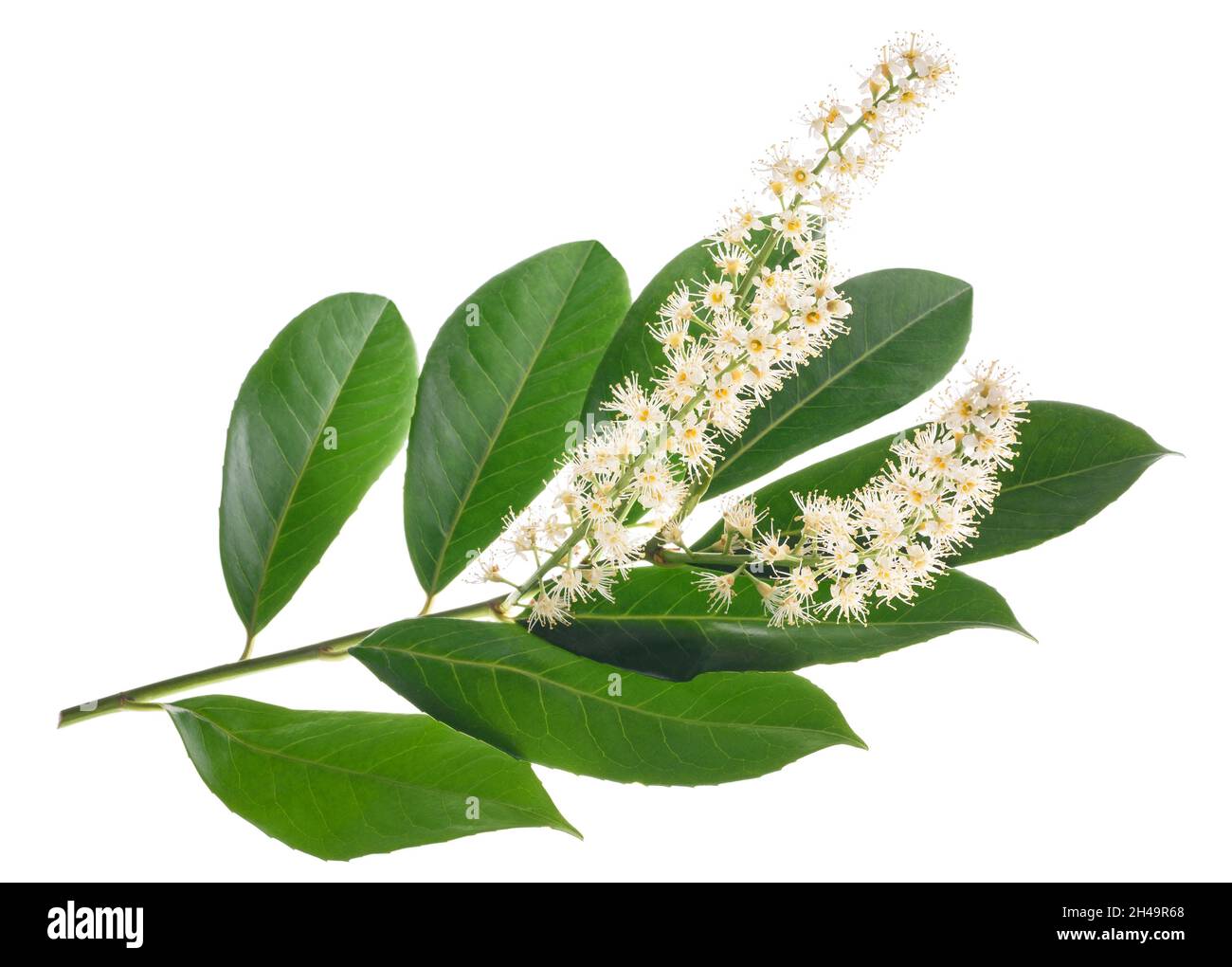 Prunus laurocerasus common laurel cherry laurel hi-res stock ...