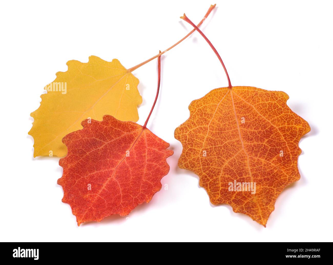 Quaking aspen dried leaves isolated on white background Stock Photo - Alamy