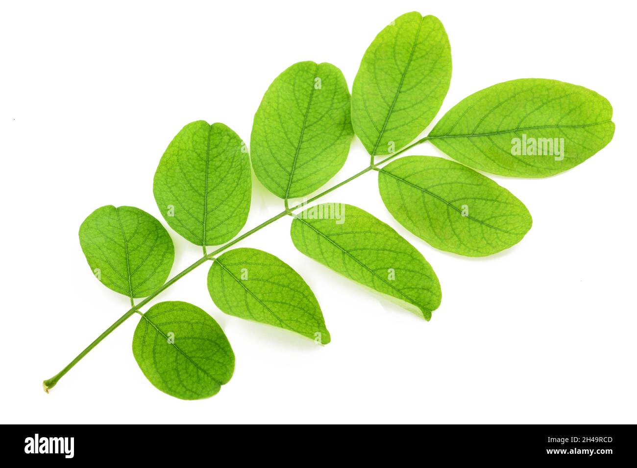 Black locust branch isolated on white background Stock Photo - Alamy