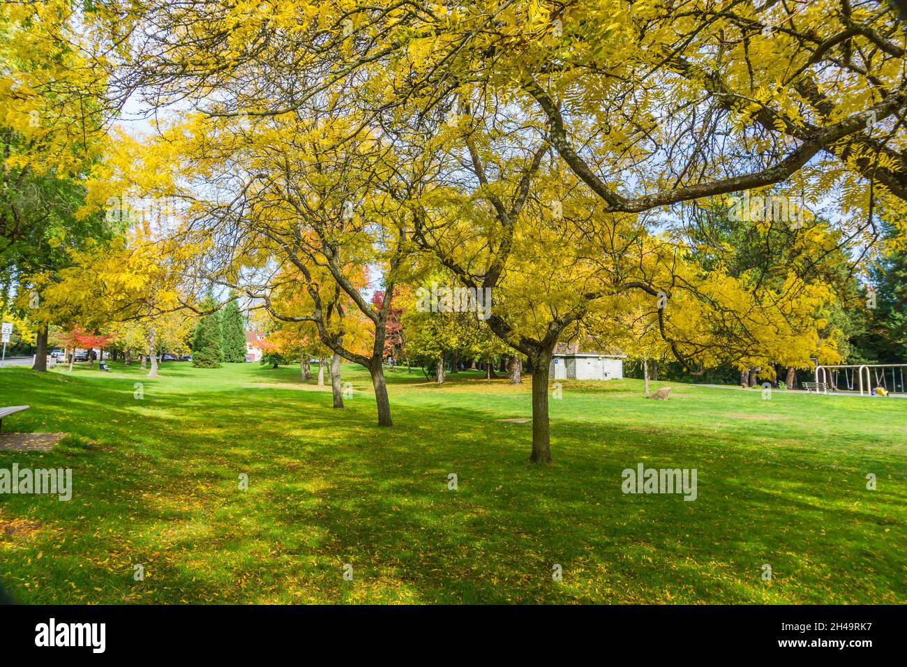 Autumn colors from trees at Beer Sheva Park in Seattle, Washiington ...