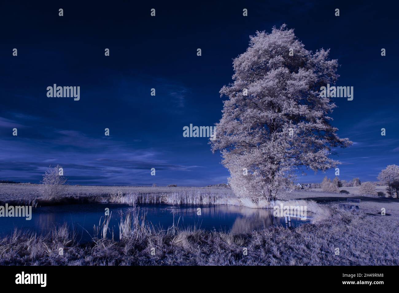 Infrared landscape with glowing white vegetation using 720nm filter ...
