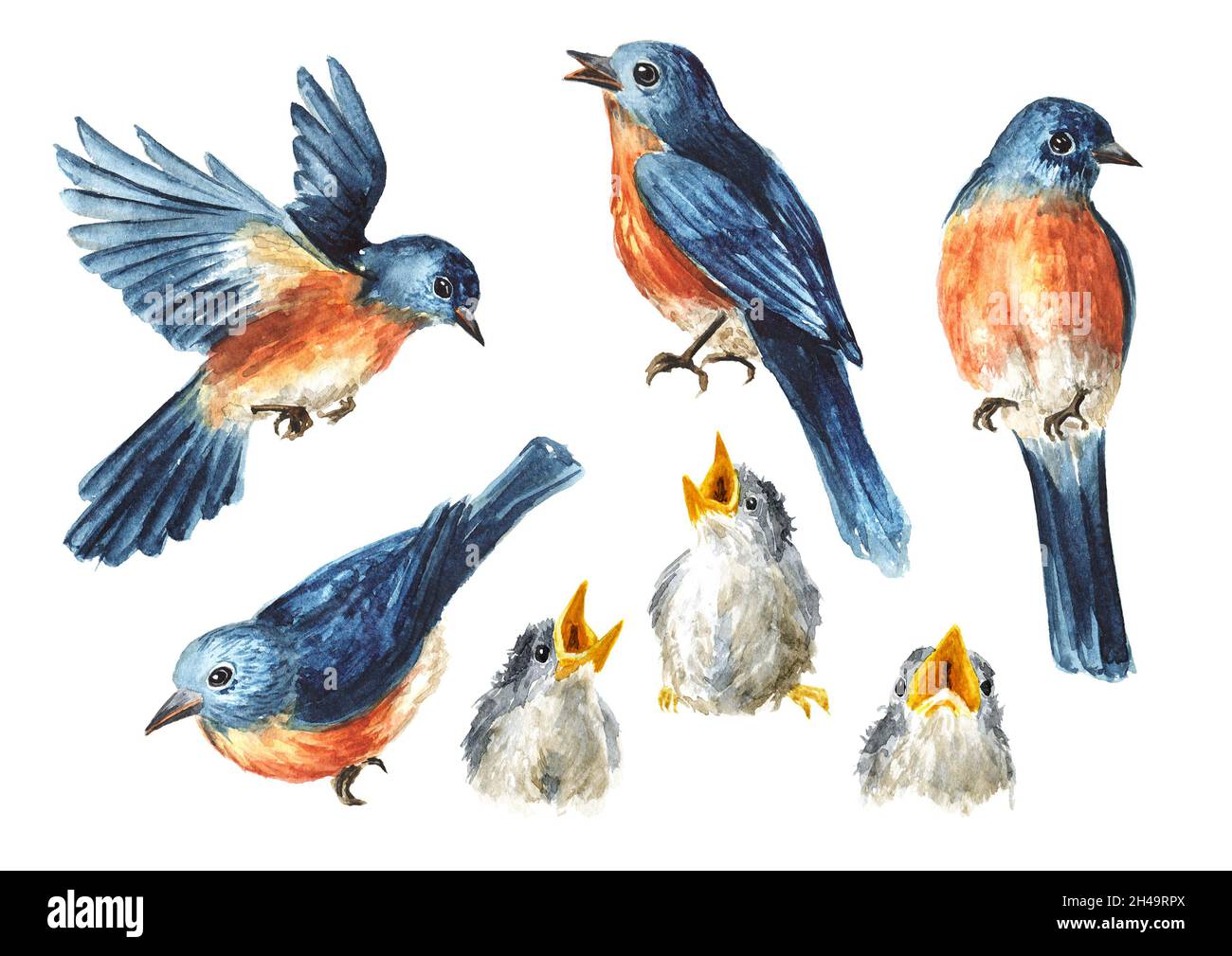 Spring birds set. Watercolor hand drawn illustration isolated on the ...