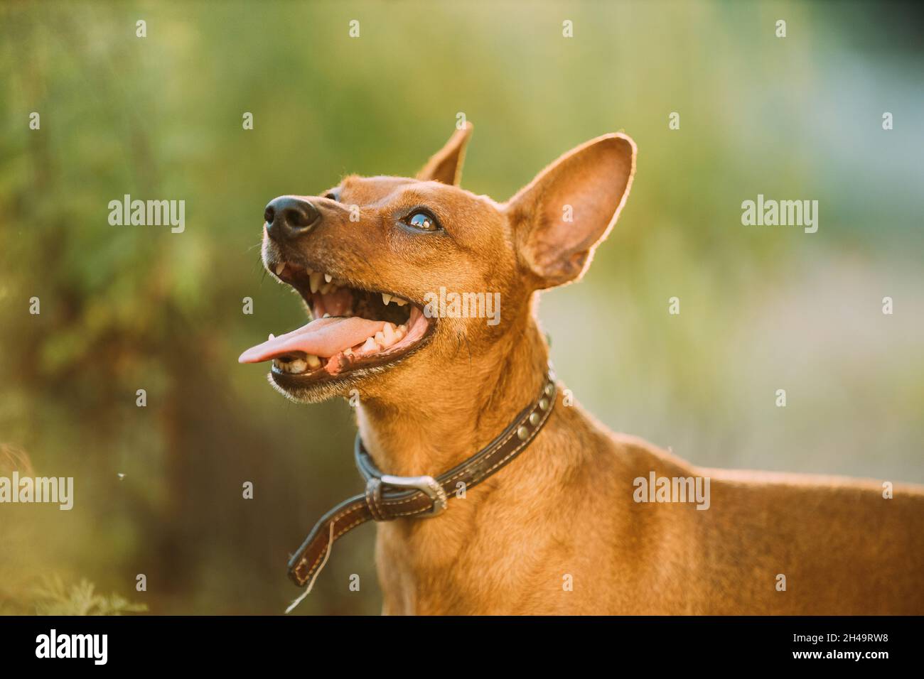 Male pin up hi-res stock photography and images - Alamy