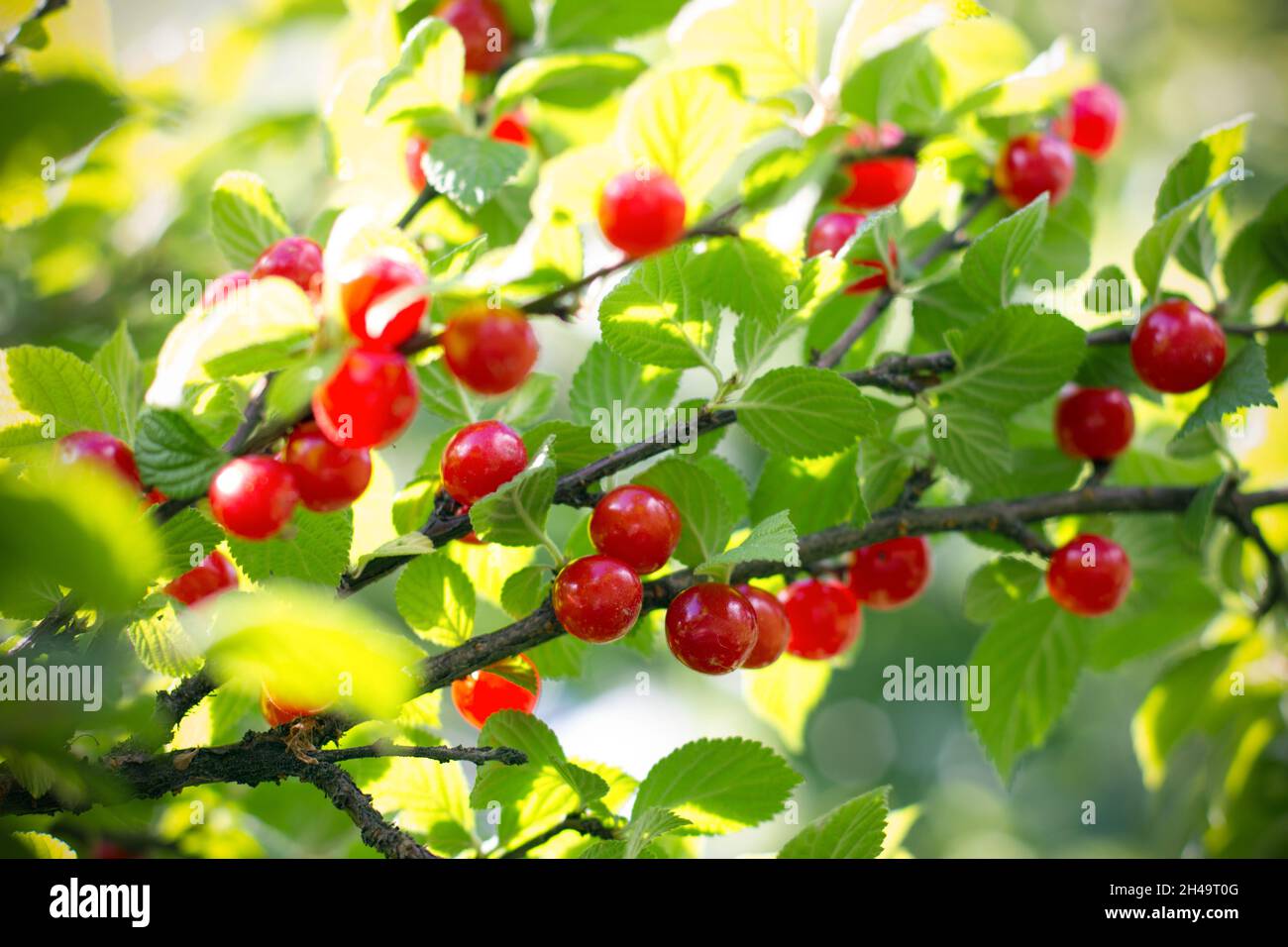 Ripe red cherry on the green tree branch. Harvest under sunshine Stock ...