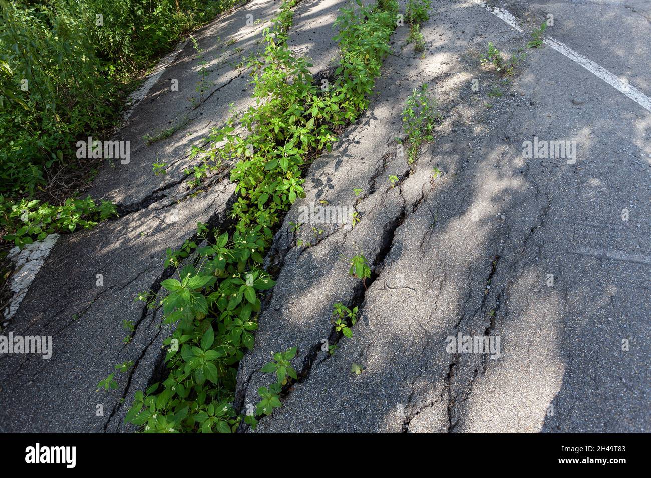 Swollen asphalt. Destroyed road consequences of a natural cataclysm of ...