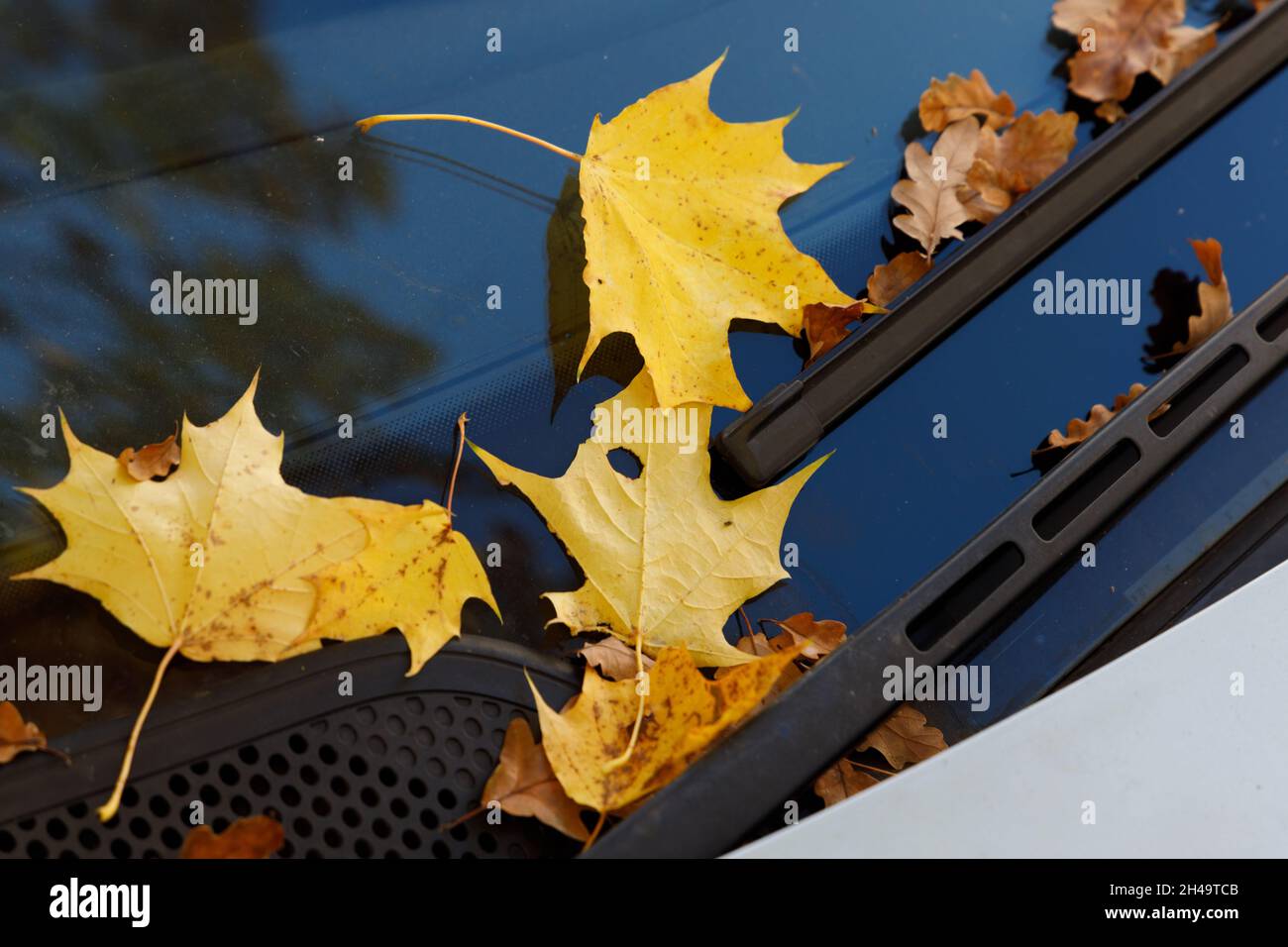 colorful autumn leaves on a street, a footpath, a car Stock Photo - Alamy