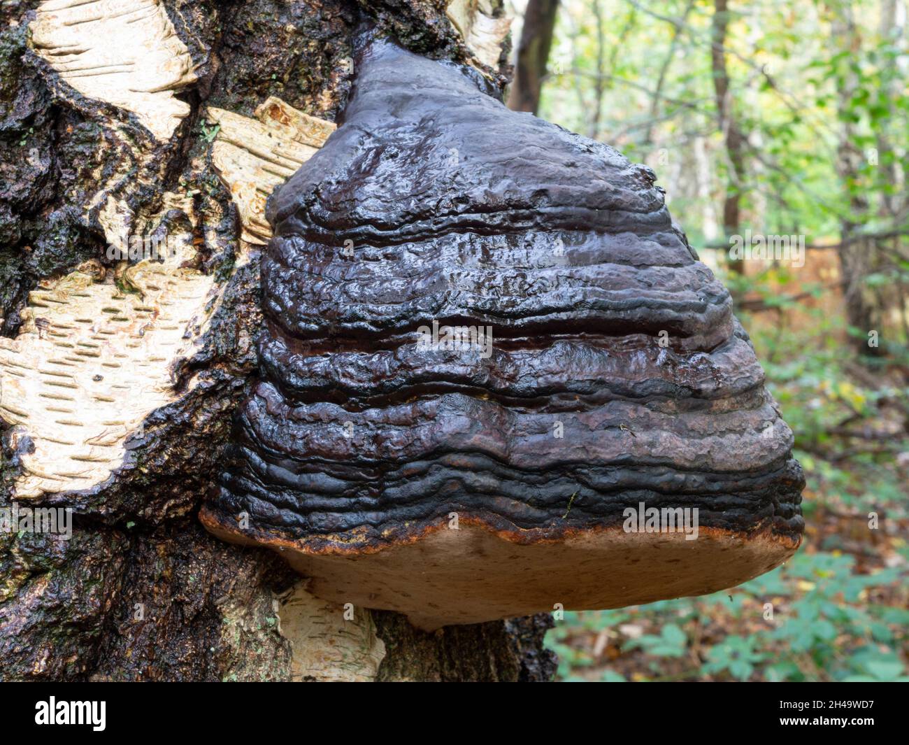 Dark hoof fungus growing on a silver birch tree Stock Photo - Alamy