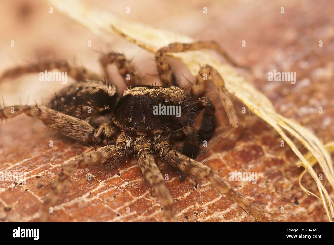 Pardosa spider in nature hi-res stock photography and images - Alamy