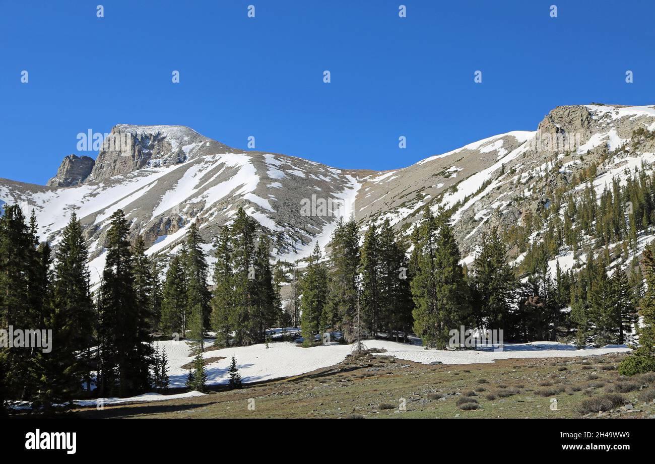 Spring in Great Basin National Park, Nevada Stock Photo - Alamy