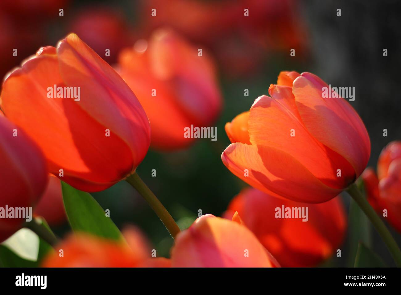 Beauty in nature flower hi-res stock photography and images - Alamy