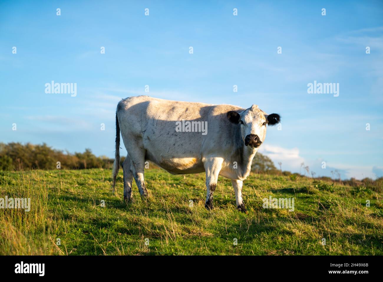 Cow on greenham common hi-res stock photography and images - Alamy