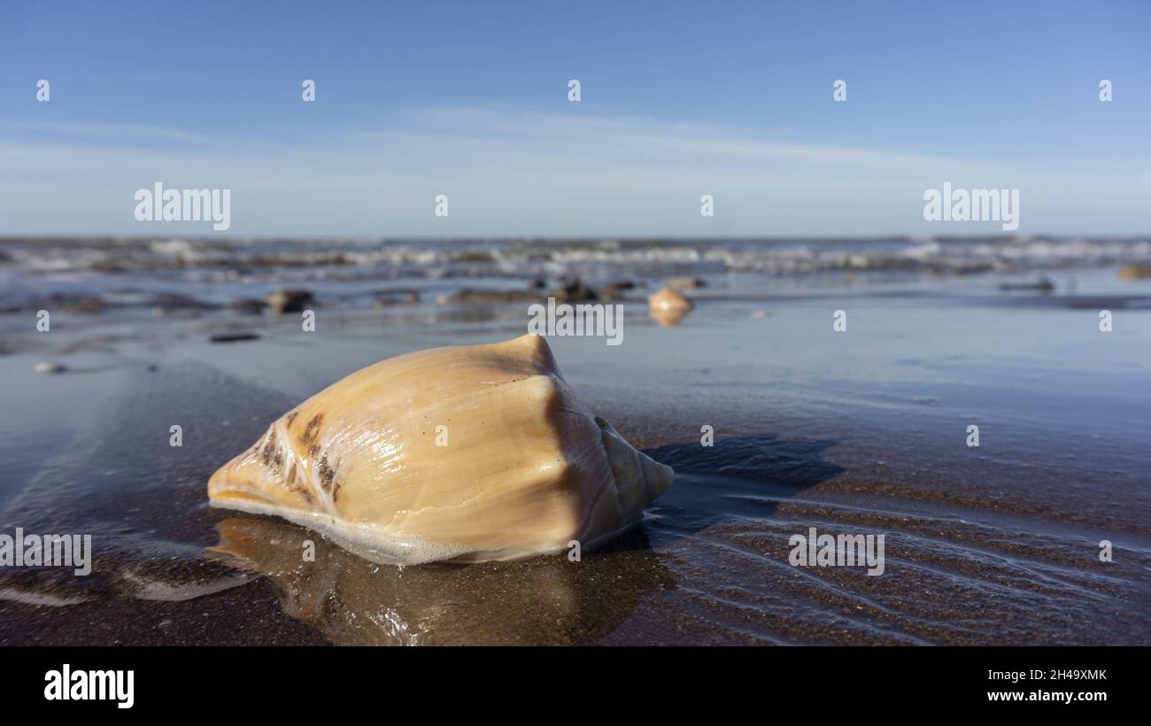 Curled snail hi-res stock photography and images - Alamy