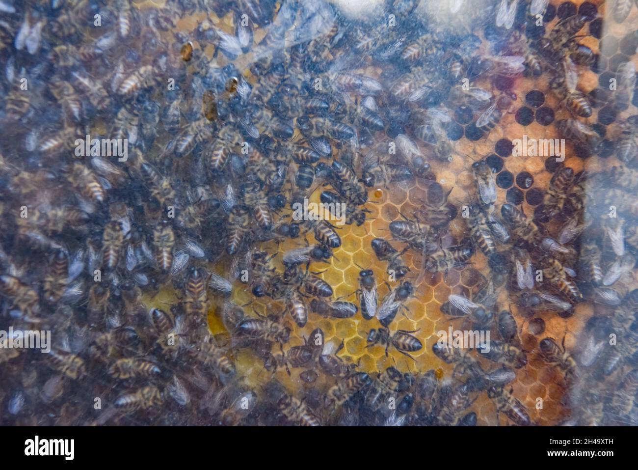 Beehive labor hi-res stock photography and images - Alamy