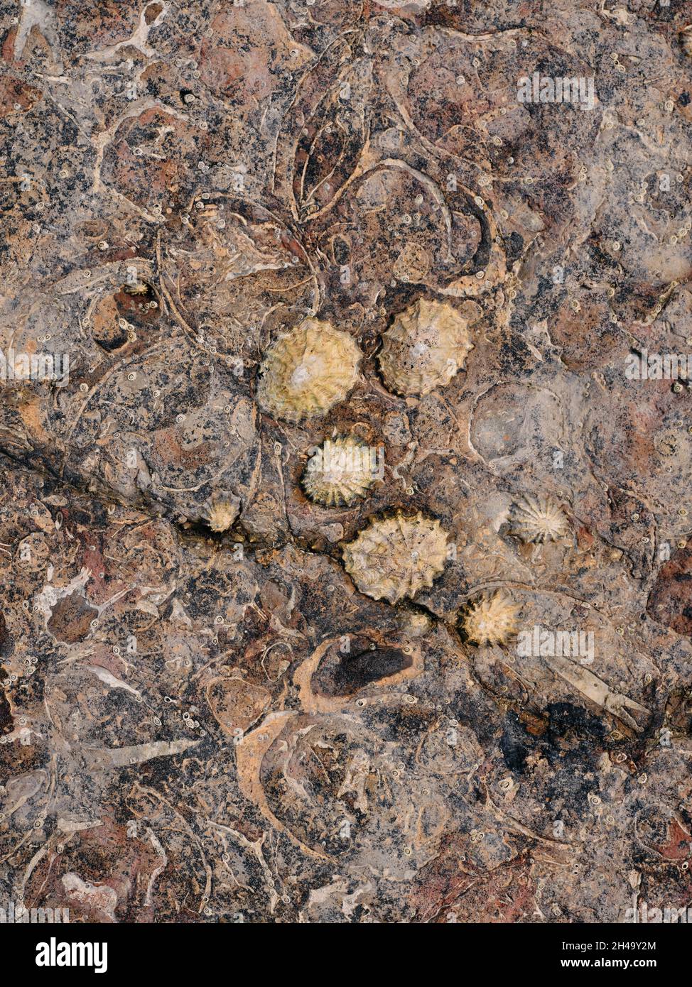 Limpets at low tide on the Jurassic shale geology foreshore rocks on ...