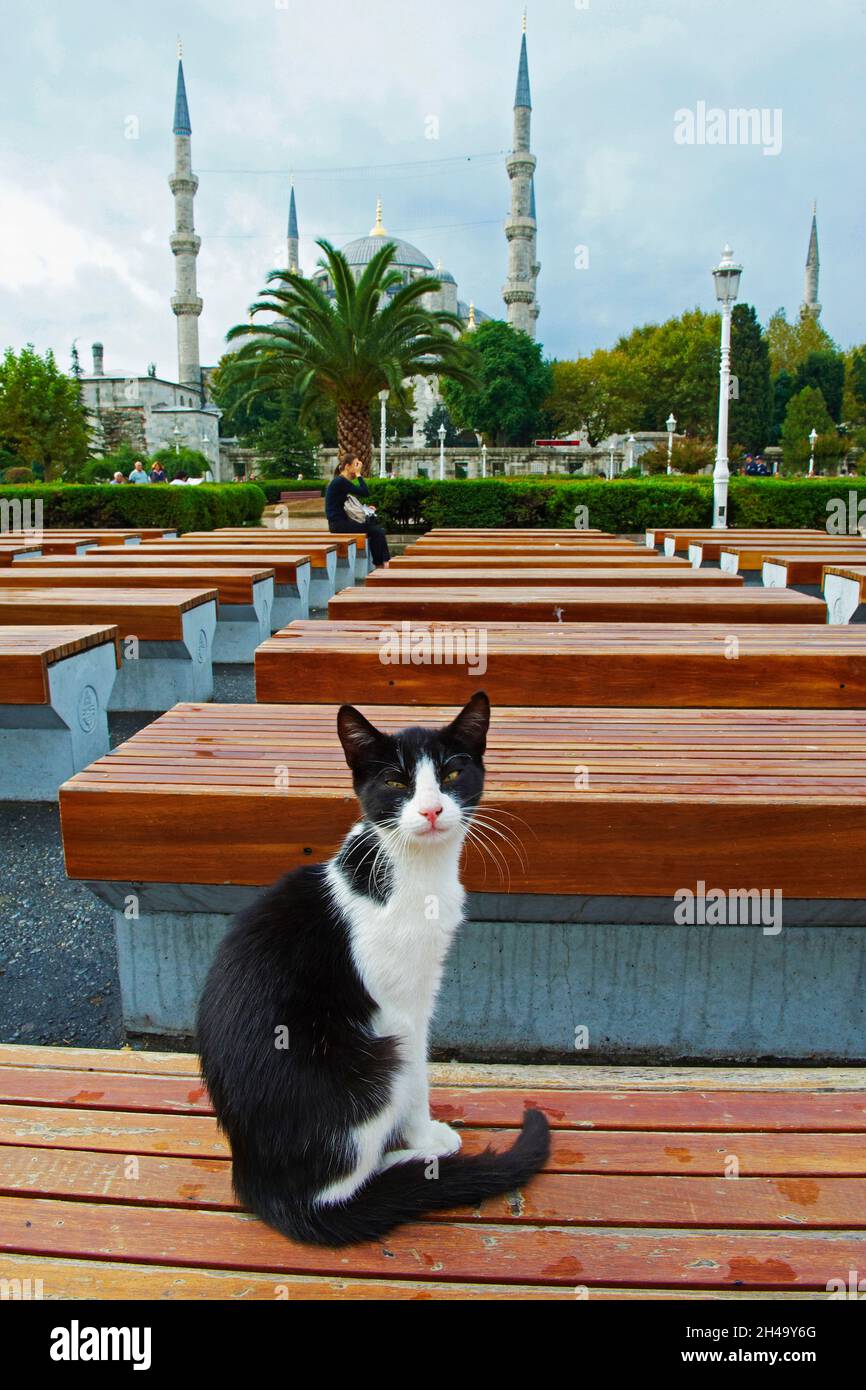Istanbul cat hi-res stock photography and images - Alamy