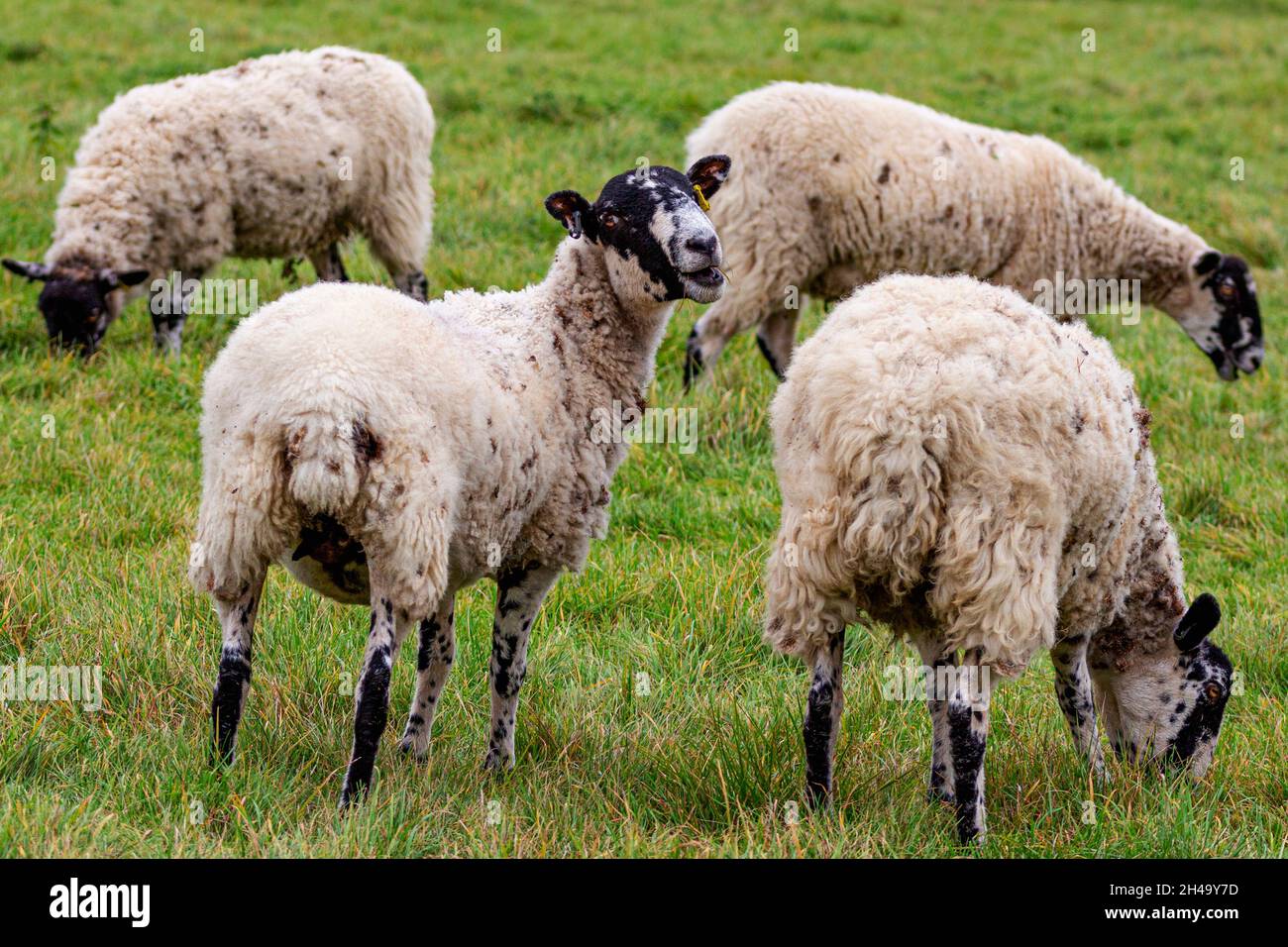 Four sheep in a field, one looking over its shoulder to to camera Stock ...