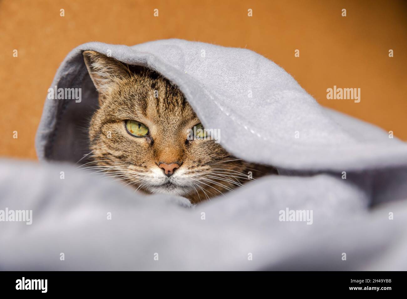 Arrogant Cat