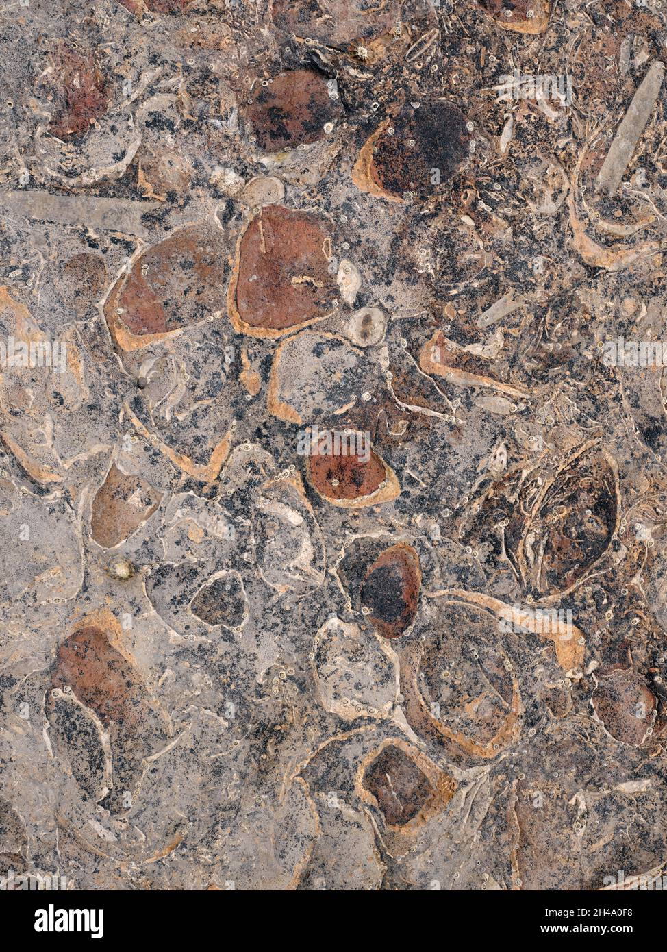 The Jurassic shale geology foreshore rocks on Staithes beach in North ...