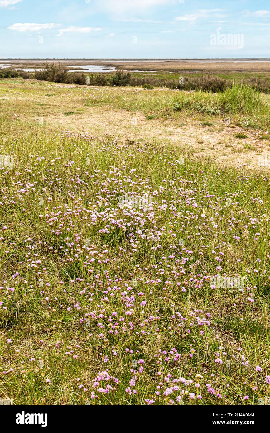 Sea Pinks flowering beside the River Glaven on the salt marshes at ...