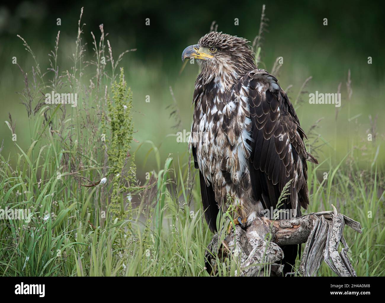 Young bald eagle hi-res stock photography and images - Alamy