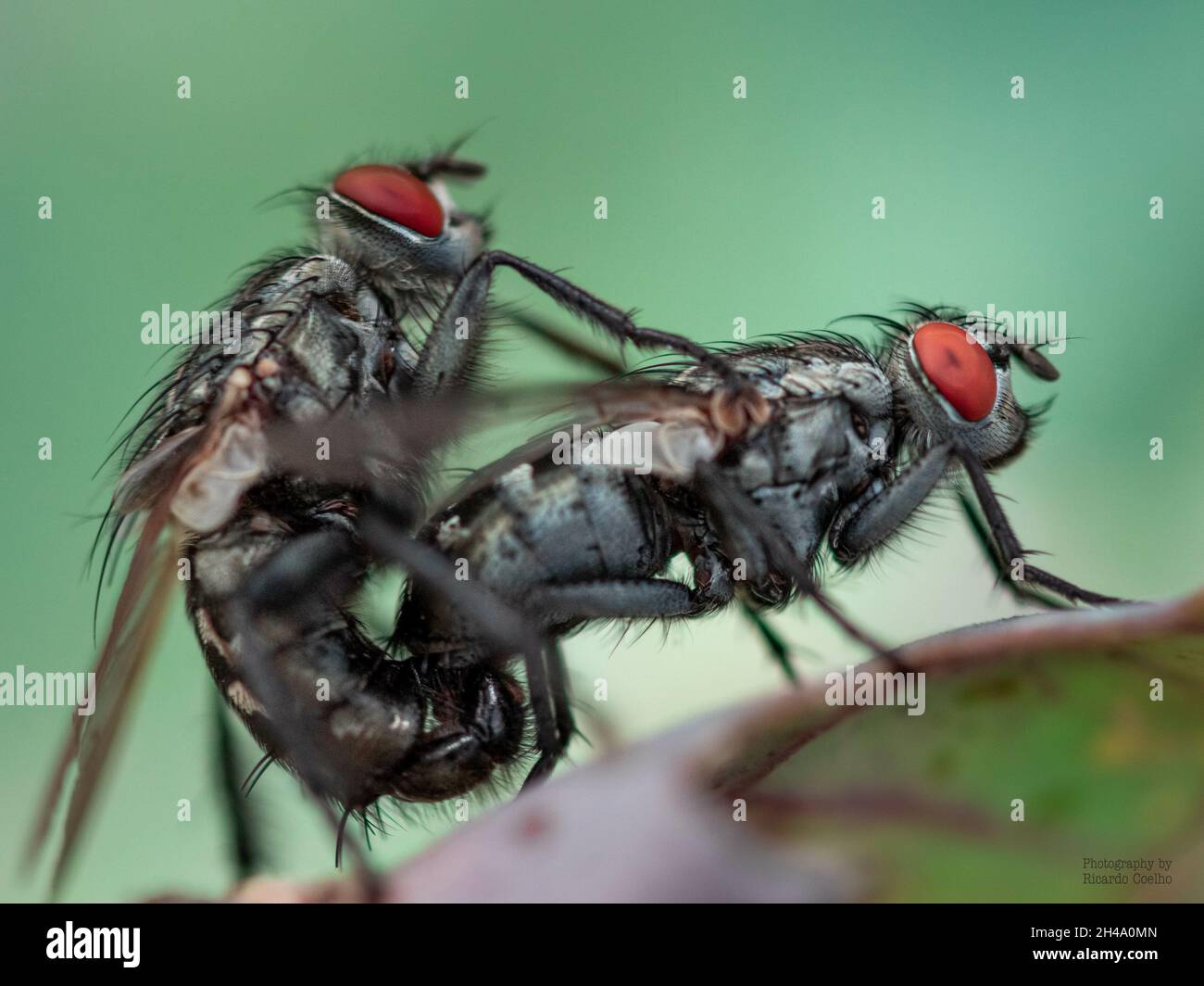 Cluster flies hi-res stock photography and images - Alamy