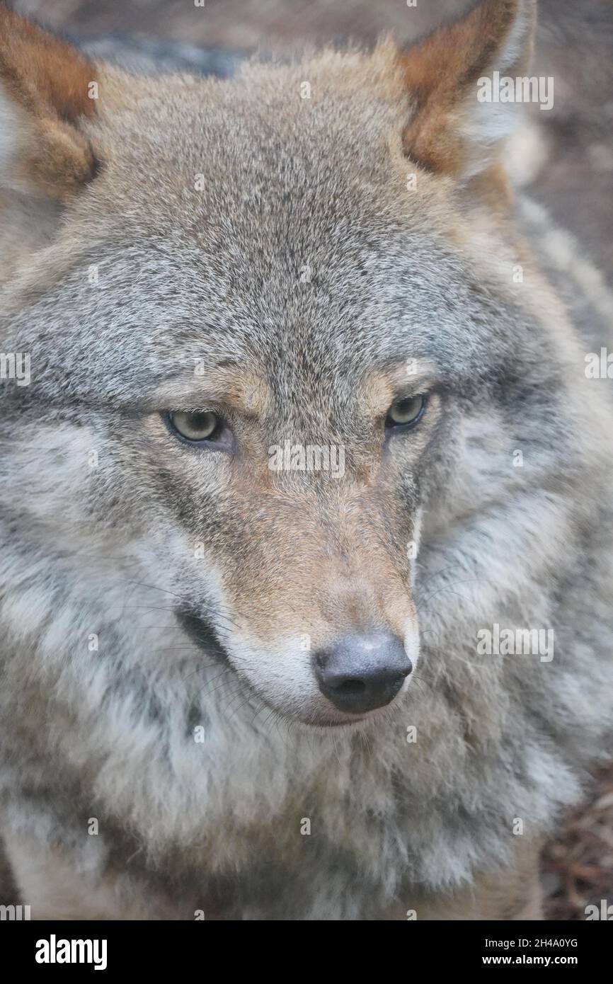 Highland wildlife park kincraig wolf hi-res stock photography and ...