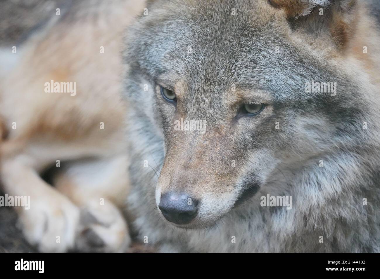 Highland wildlife park kincraig wolf hi-res stock photography and ...