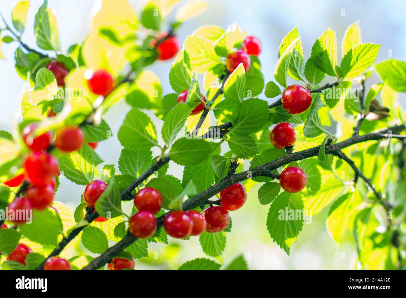 Ripe red cherry on the green tree branch. Harvest under sunshine Stock ...