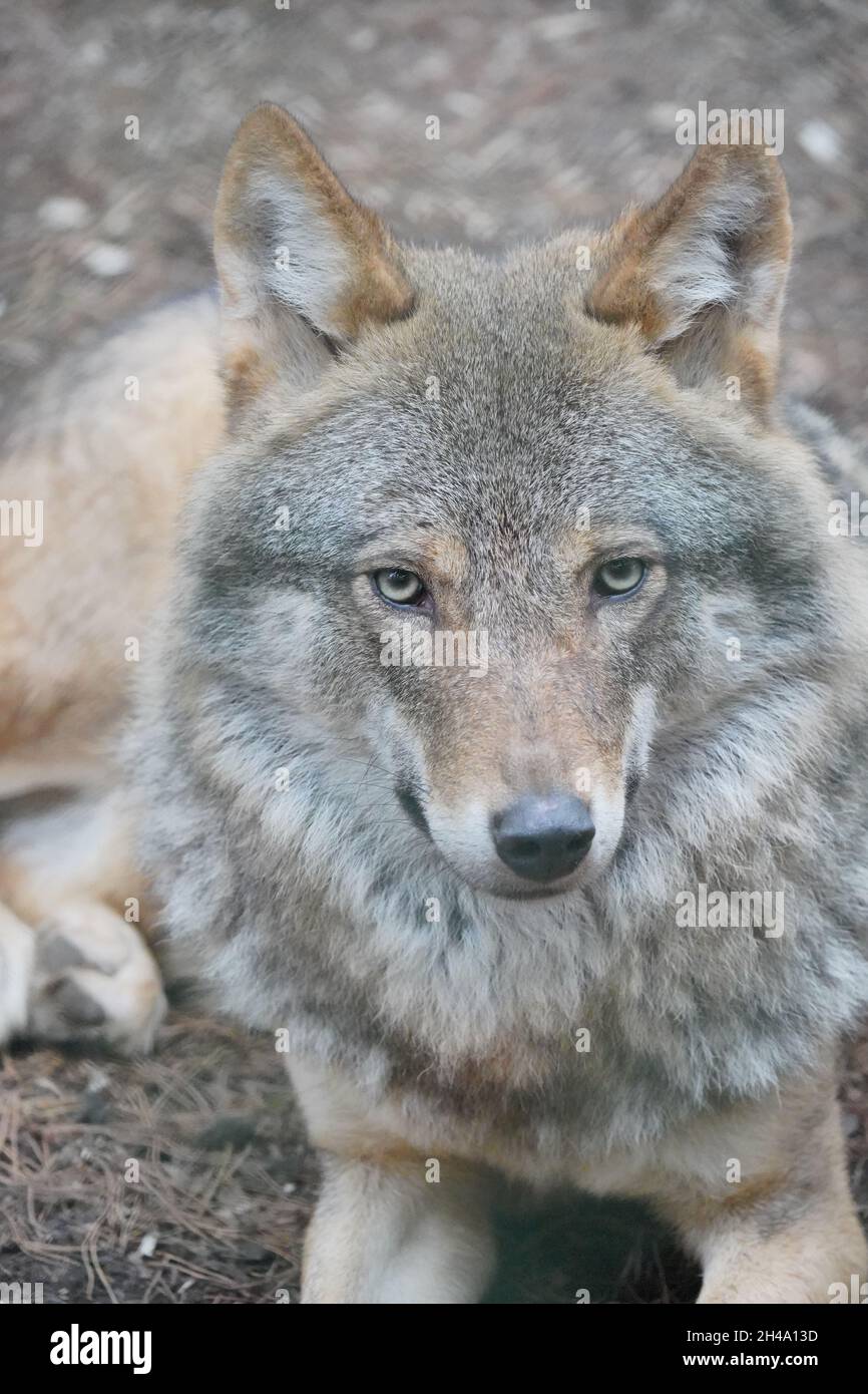 Highland wildlife park kincraig wolf hi-res stock photography and ...