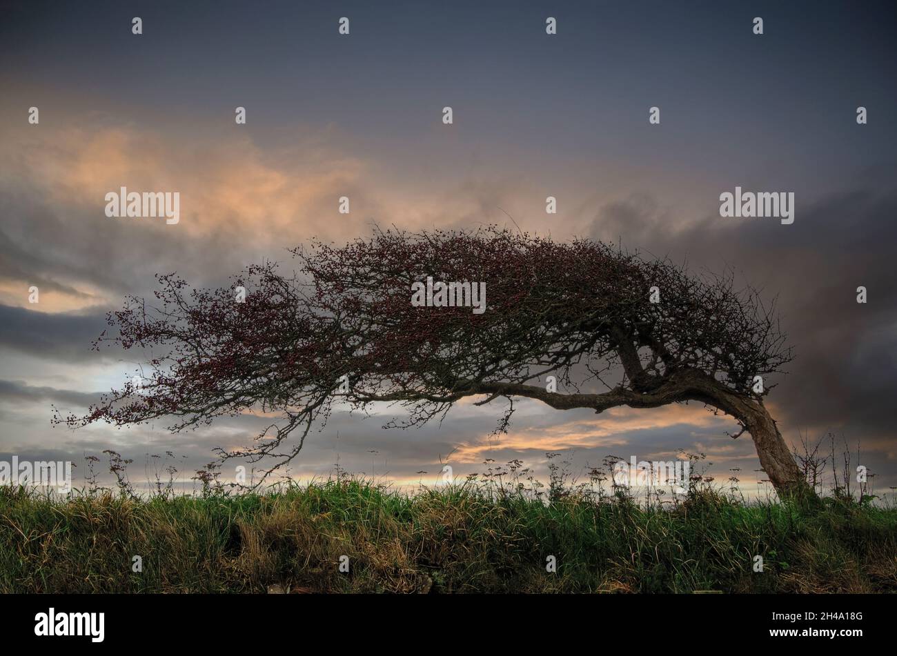 Windswept hawthorn tree hi-res stock photography and images - Alamy