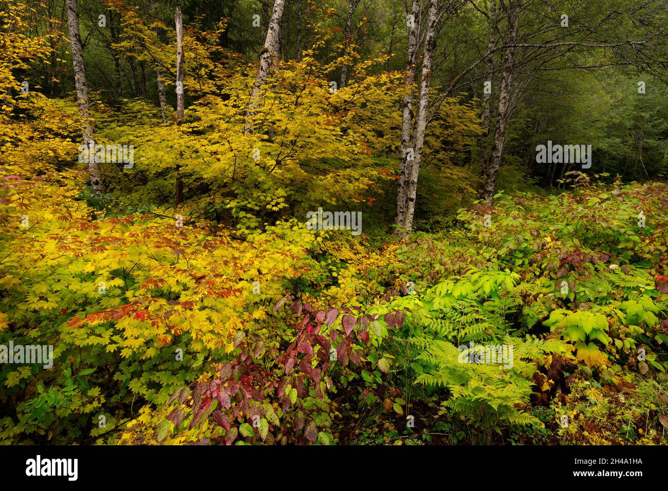 Autumn Colors in Cascade Mountains, Oregon Stock Photo - Alamy