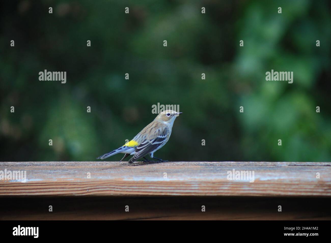 Pretty yellow rumped myrtle warbler perched on a wooden deck railing ...
