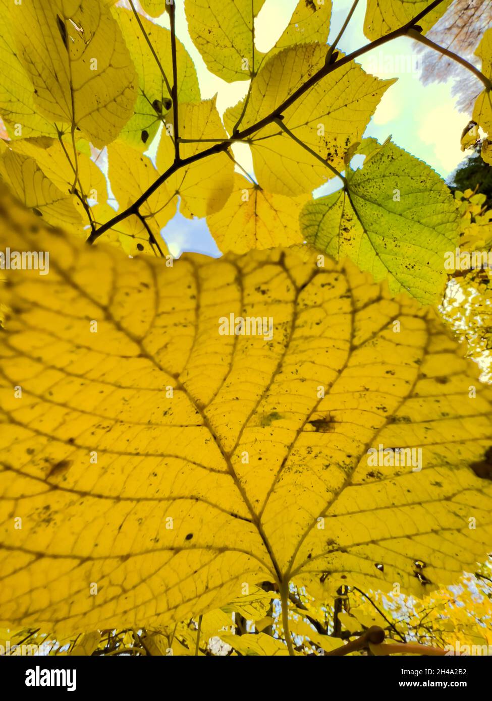 The yellow leaf heading on the tree, close-up view, autumn is in full ...