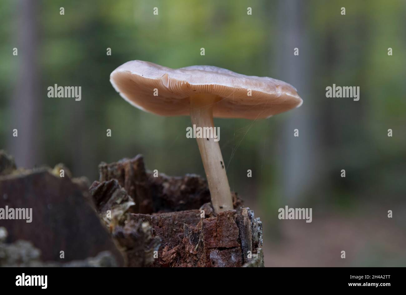 Pilz wald hi-res stock photography and images - Alamy