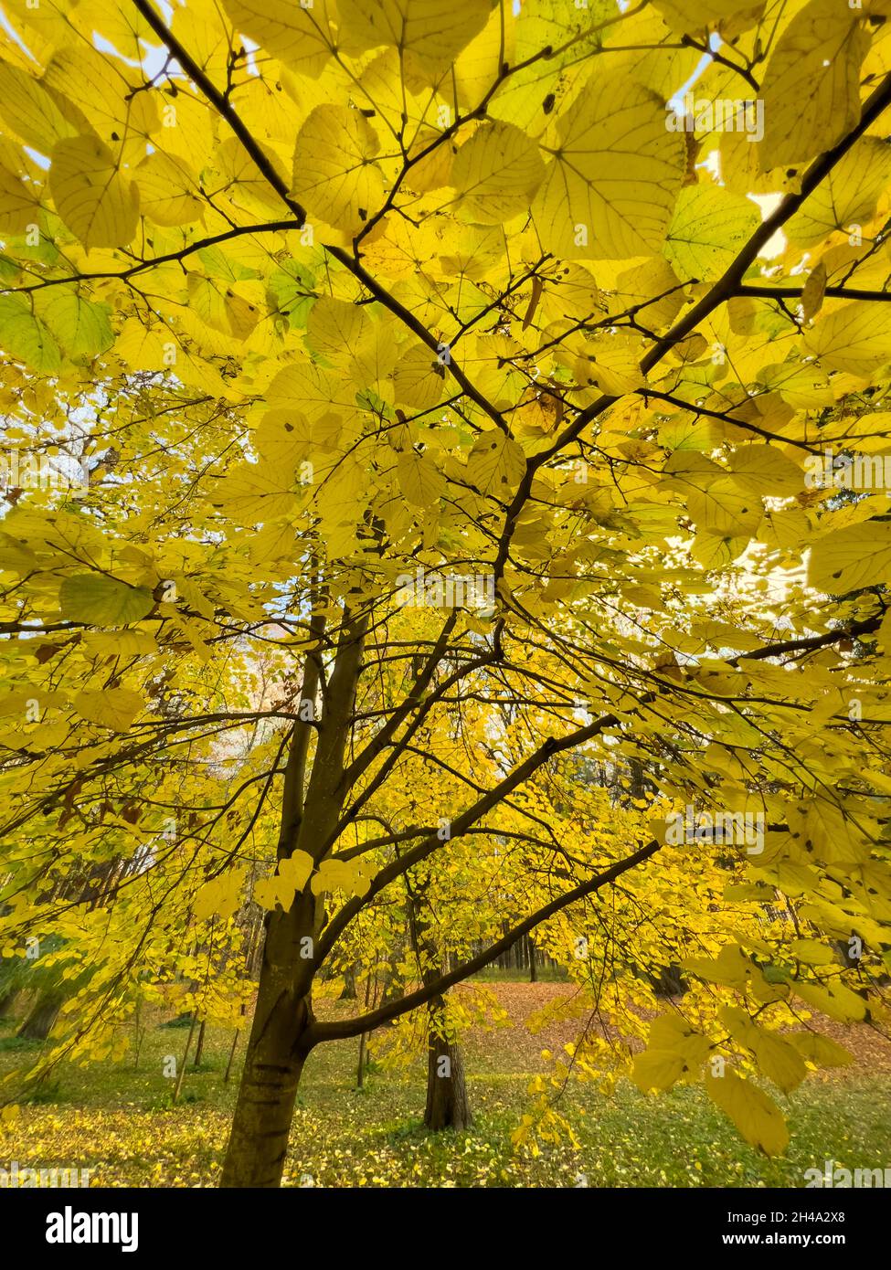 The yellow leaves heading on the tree, close-up view, autumn is in full ...