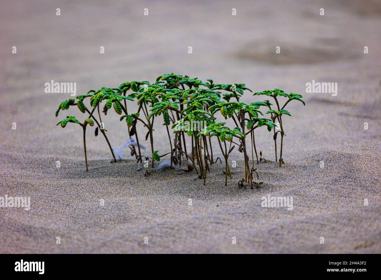 Close-up shot of tiny plants growing in the sands in Bayovar Desert ...