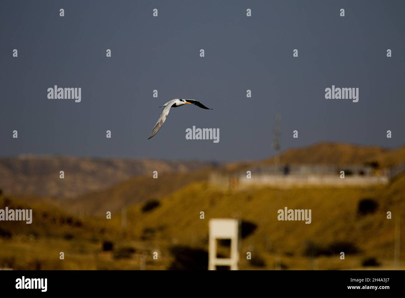 Talara peru hi-res stock photography and images - Alamy