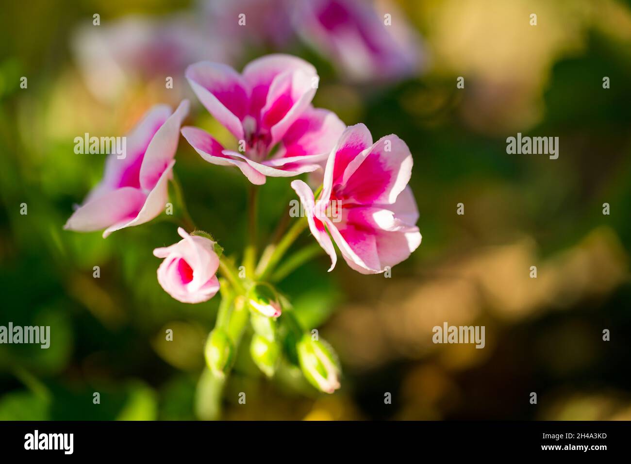 Beautiful garden flowers in colorful autumn colors on a background of ...