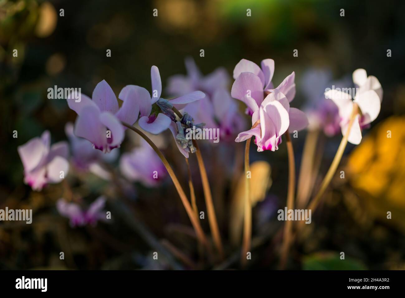Beautiful flowers in colorful autumn colors on a background of bokeh ...