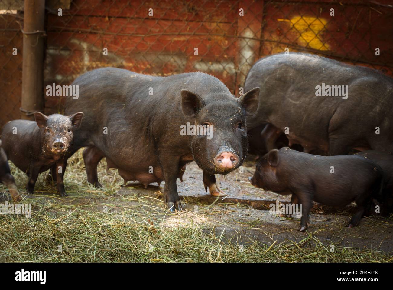 Cute little Vietnamese black piglets on the farm Stock Photo - Alamy