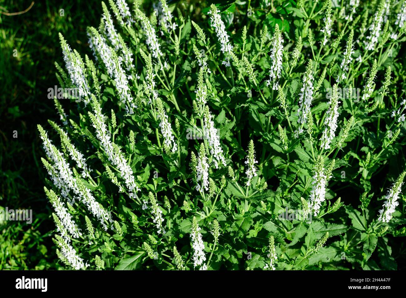 Large evergreen shrub with flowers of Salvia White Rain (Whorled Sage ...