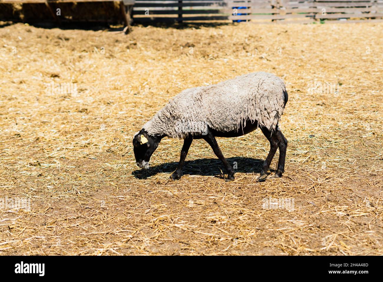 Group of a funny sheeps. Portrait of sheep on the farm Stock Photo - Alamy
