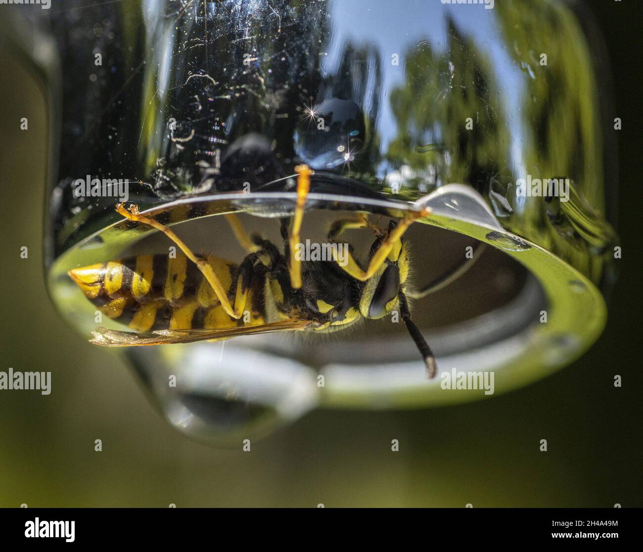 Macro of a bee drinking water from a tap Stock Photo - Alamy